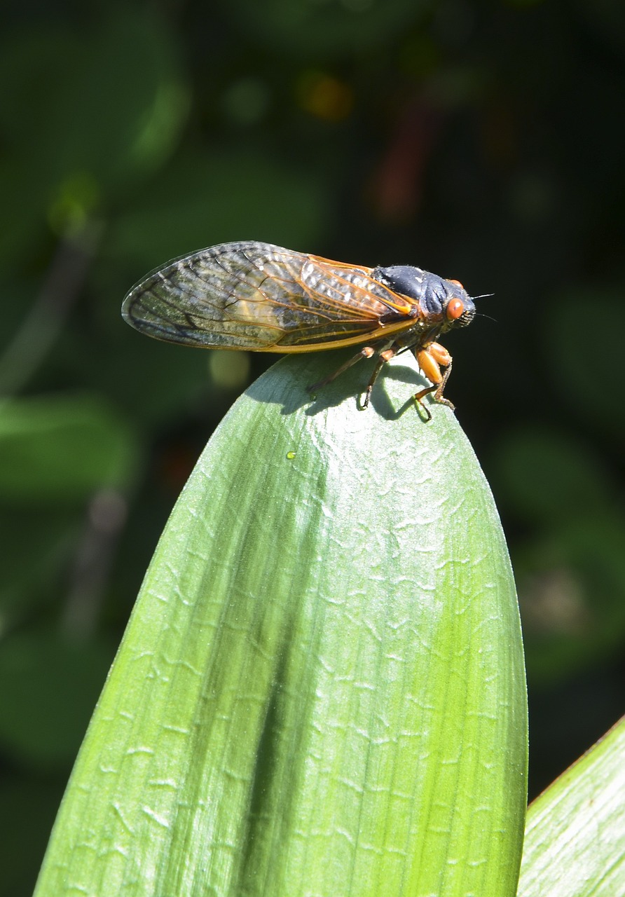 Zombie Cicadas: Fungus Turns Insects to Death Shakers