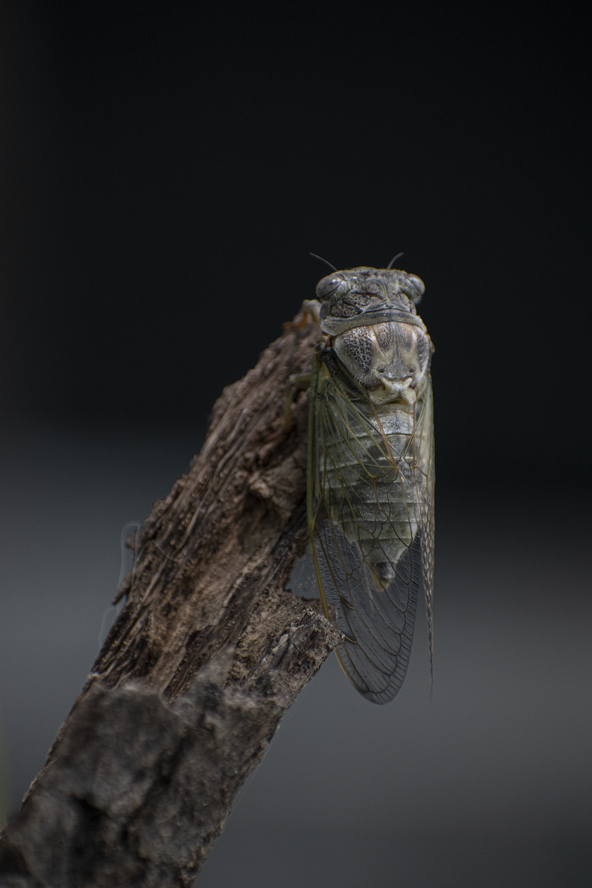Zombie Cicadas: Fungus Turns Insects to Death Shakers