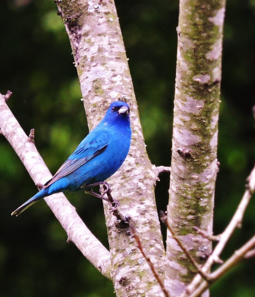 Rare Blue Rock-Thrush Spotted in Oregon by Photographer