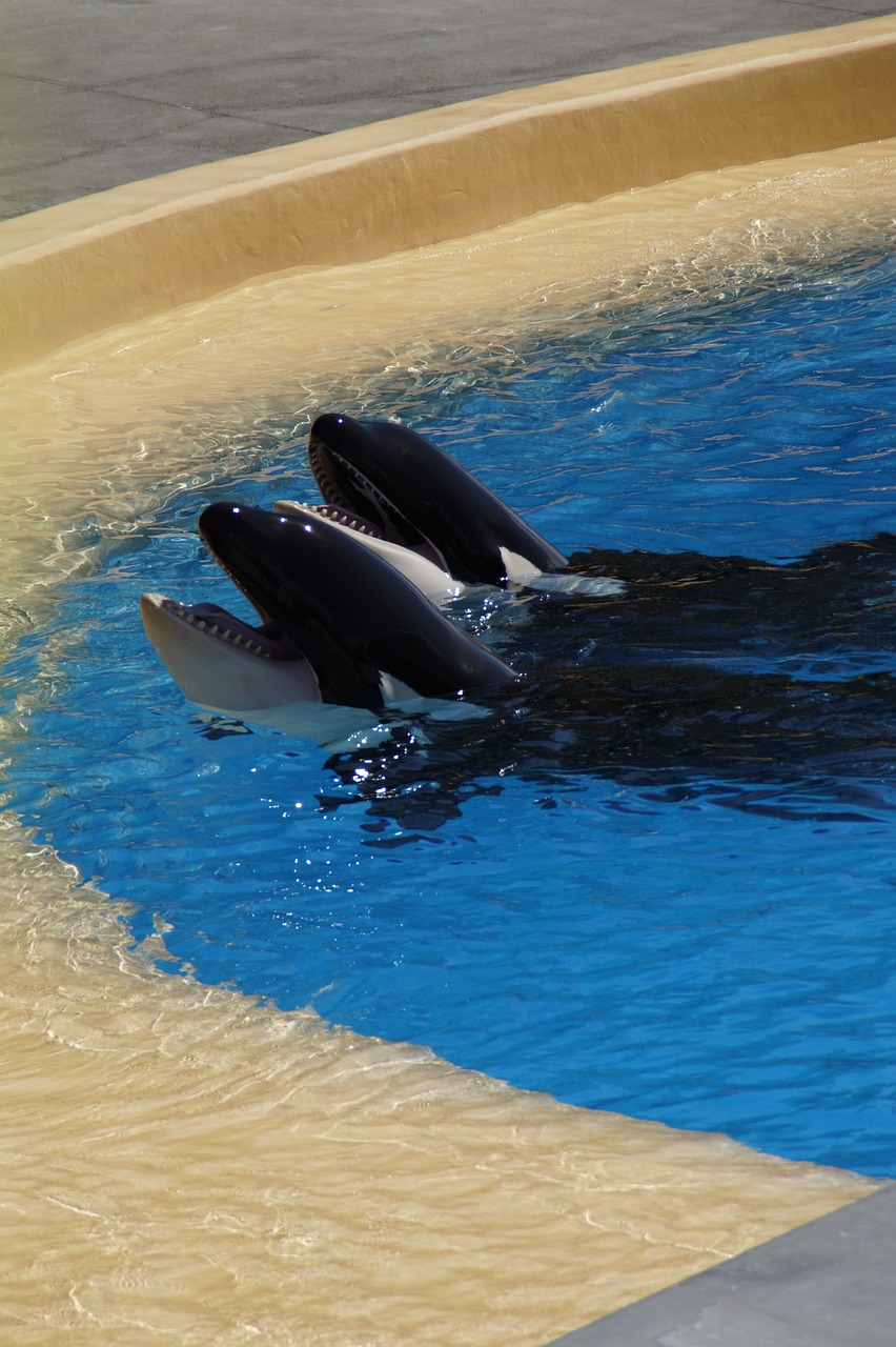 Orca Attack Sinks Yacht in Gibraltar Strait