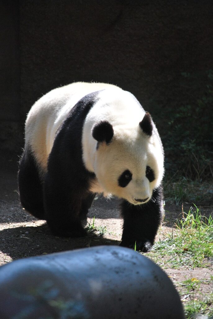 Controversy: Taizhou Zoo's "Panda Dog" Exhibit